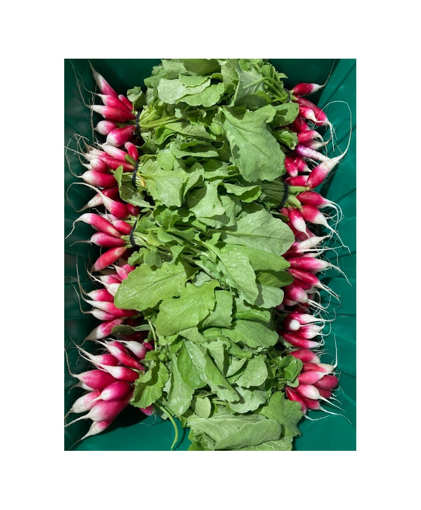 Radish